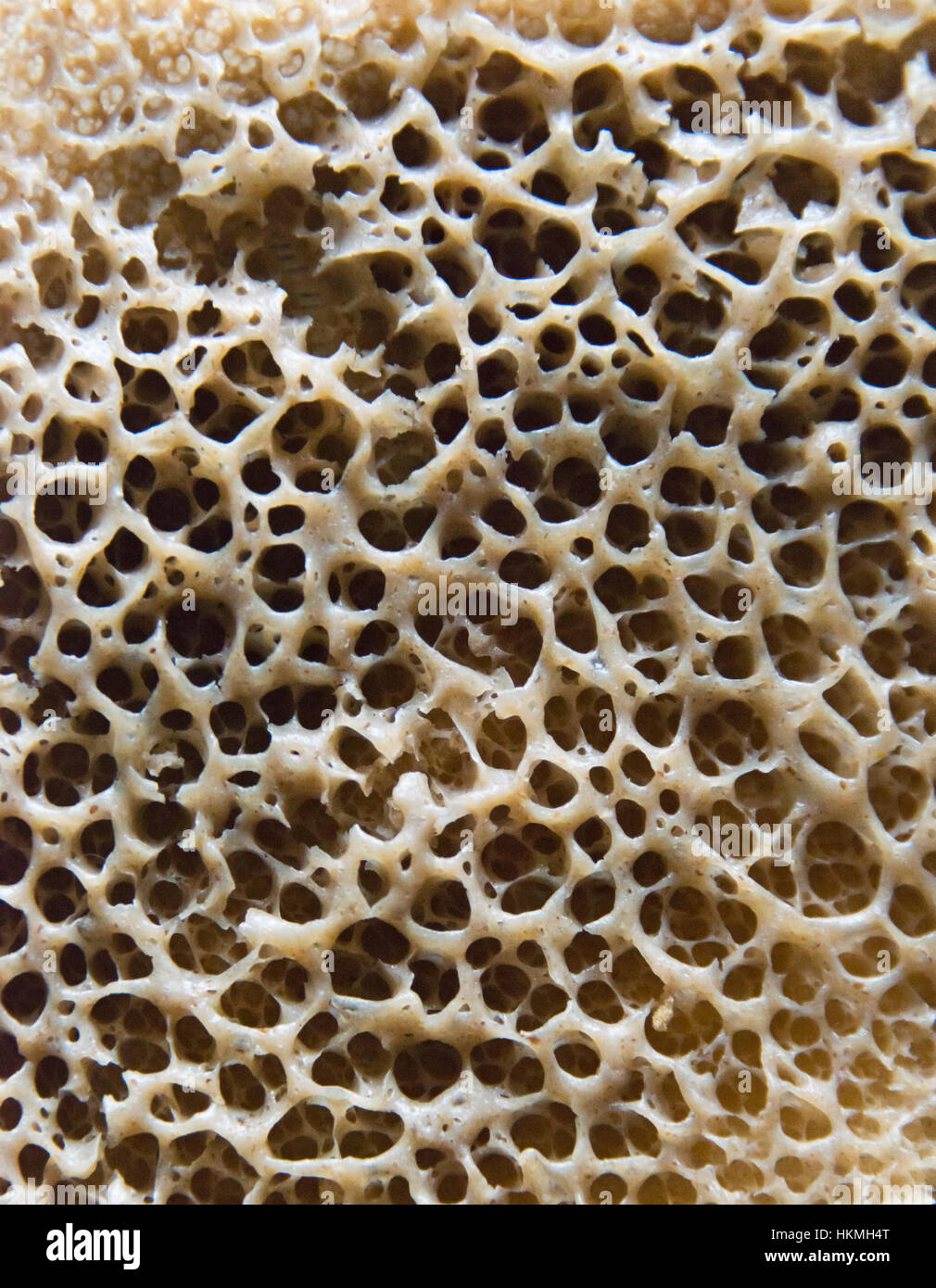 Injera flatbread made of teff flour, Ethiopian national dish, Ethiopia ...