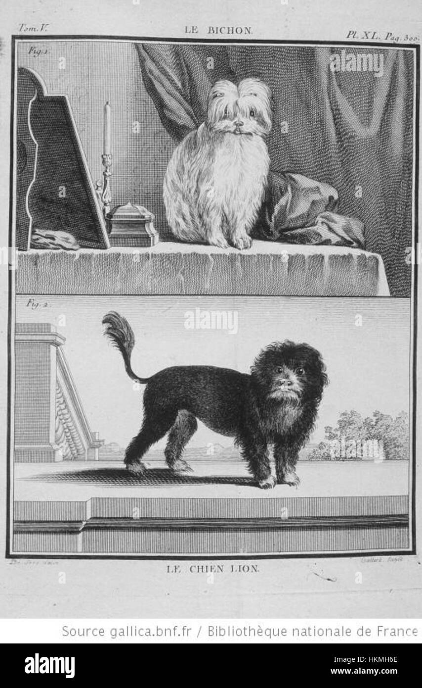 'Bichon et Chien lion' by Buffon is a detailed illustration from his ...