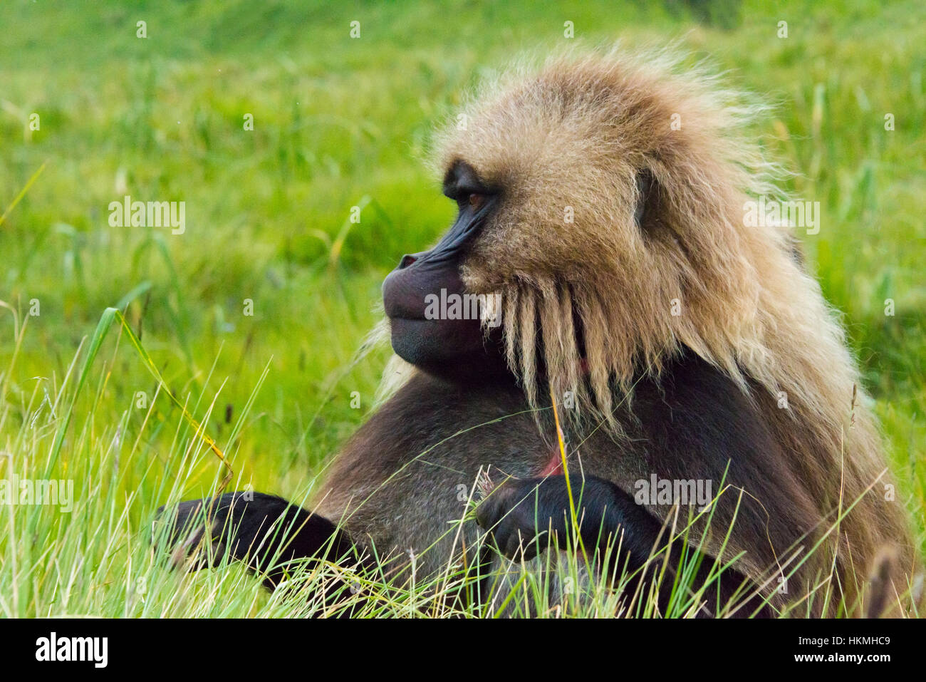 Ethiopian baboon monkey hi-res stock photography and images - Alamy