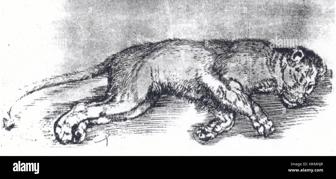 This artwork, attributed to Albrecht Dürer, depicts a sleeping lioness ...