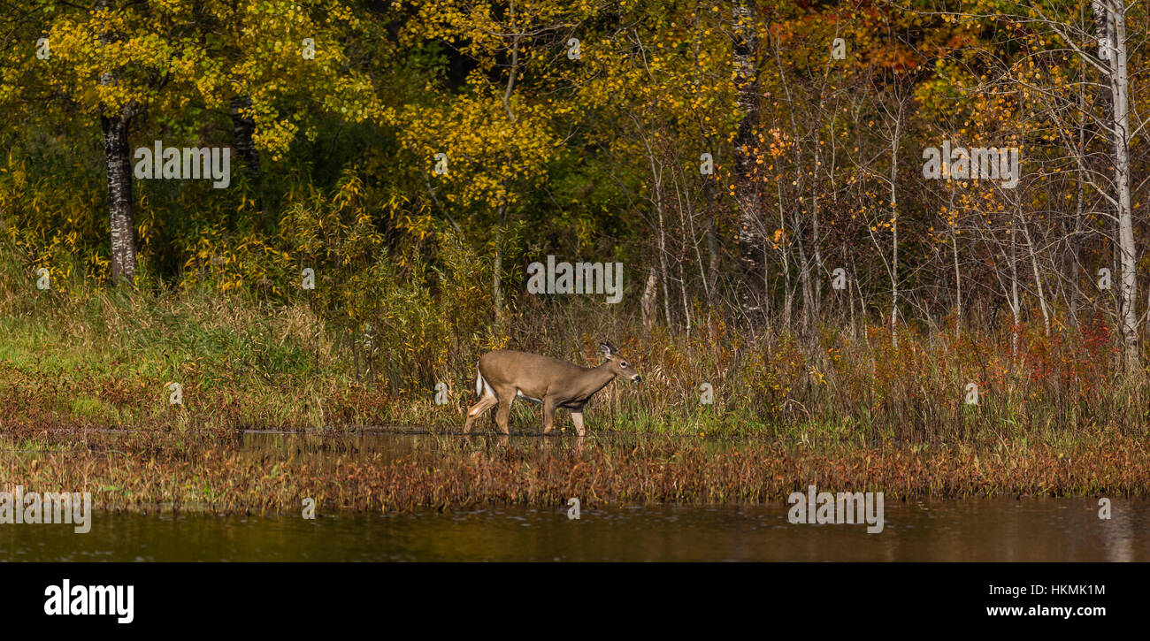 Us doe hi-res stock photography and images - Alamy