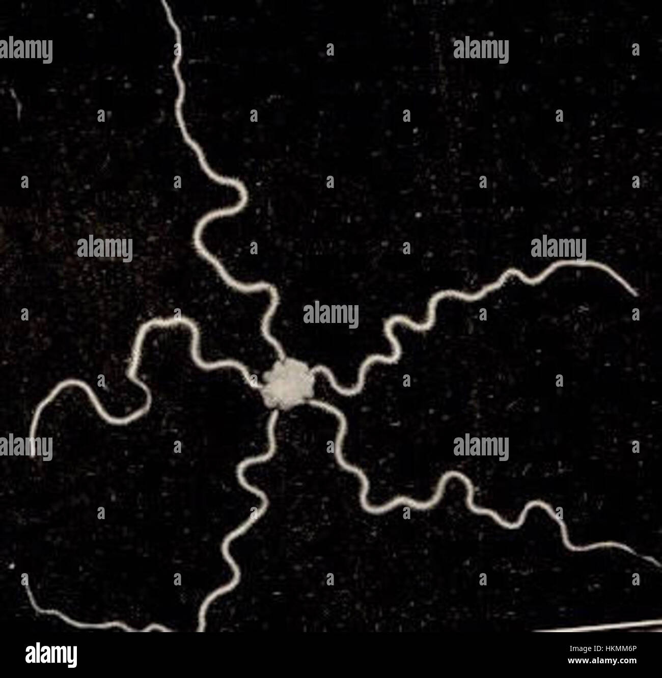 This artwork depicts the species Amphipholis squamata, commonly known ...