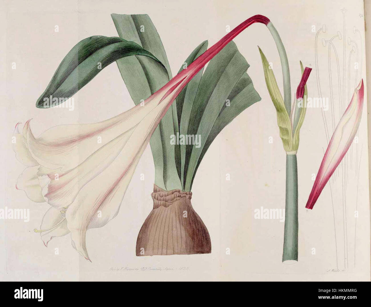 Hippeastrum elegans, commonly known as the elegant amaryllis, is ...