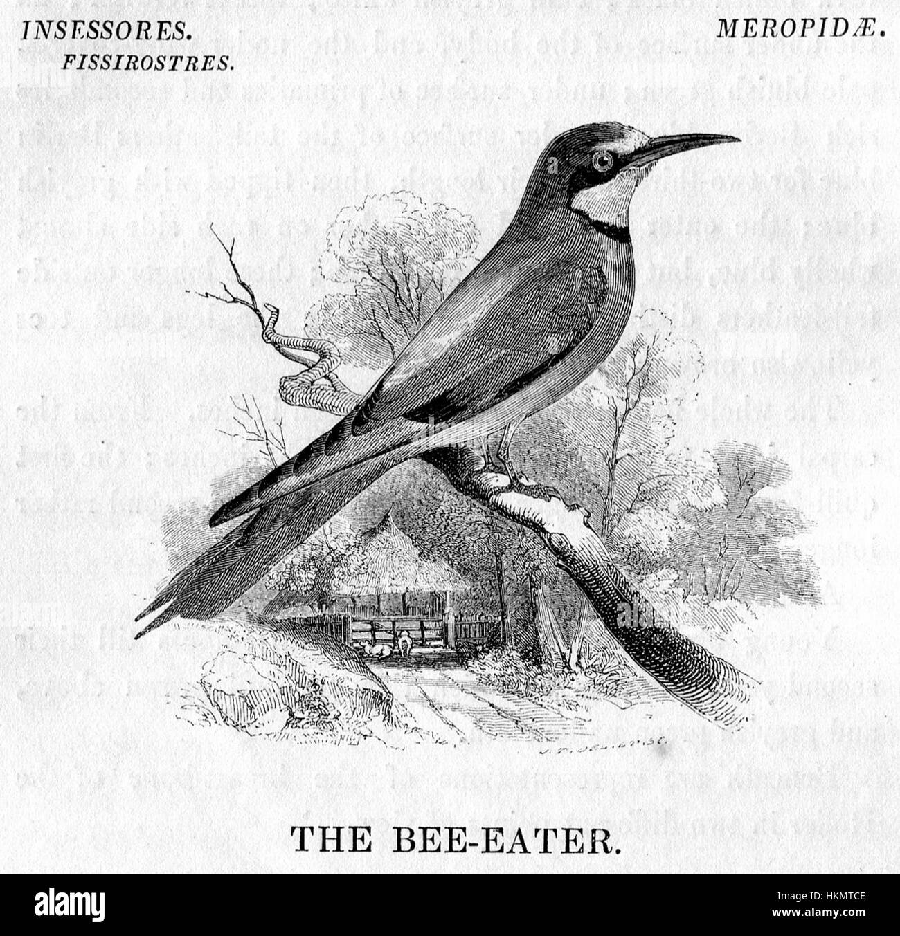 *a history british birds* Black and White Stock Photos & Images - Alamy