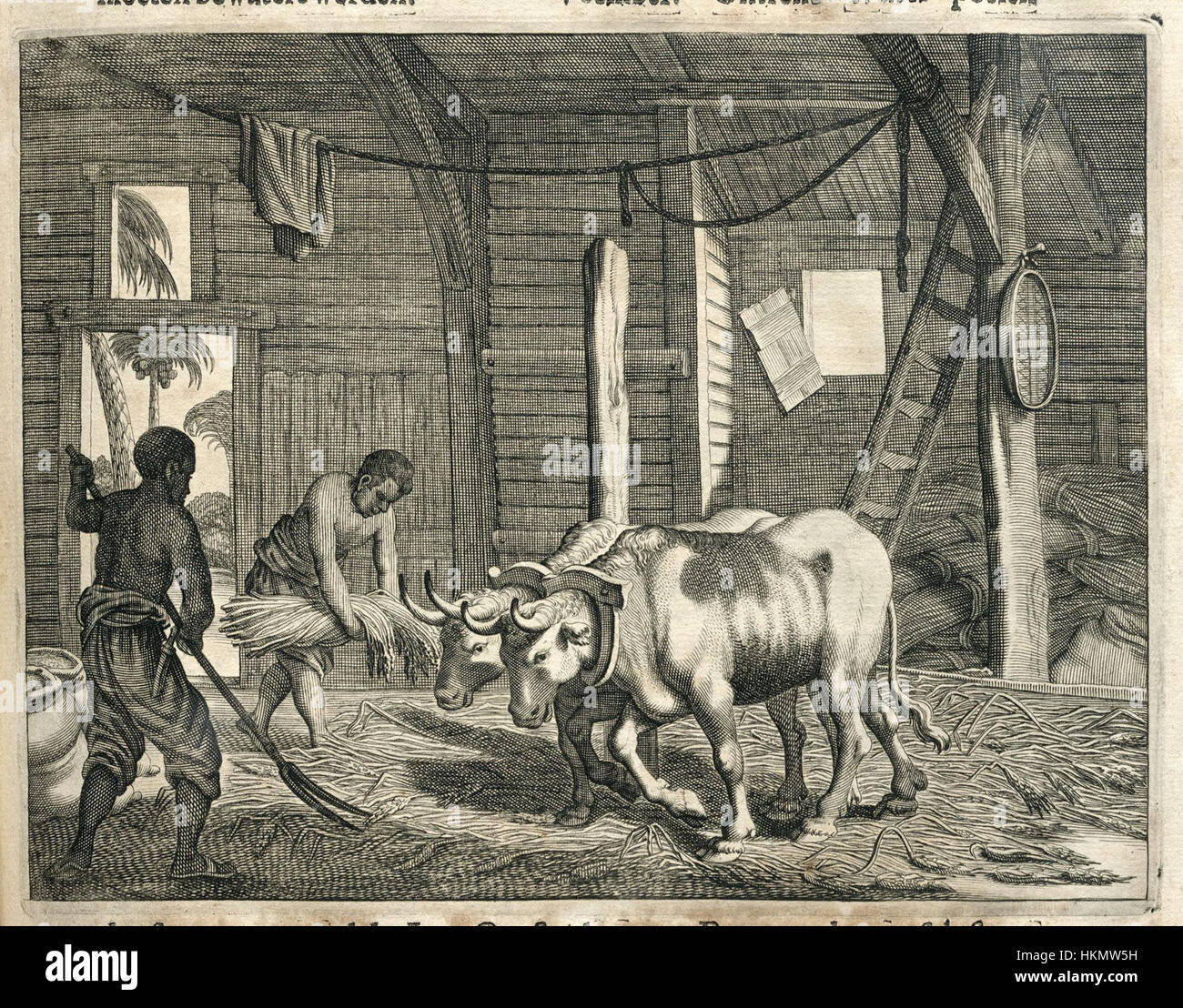 This artwork depicts traditional grain threshing in Ceylon (modern-day ...