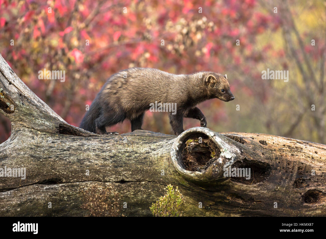 North american fisher hi-res stock photography and images - Alamy