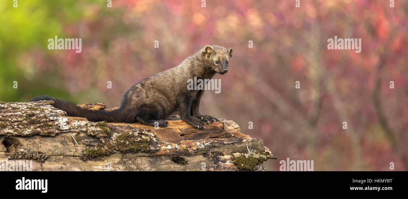 North american fisher hi-res stock photography and images - Alamy