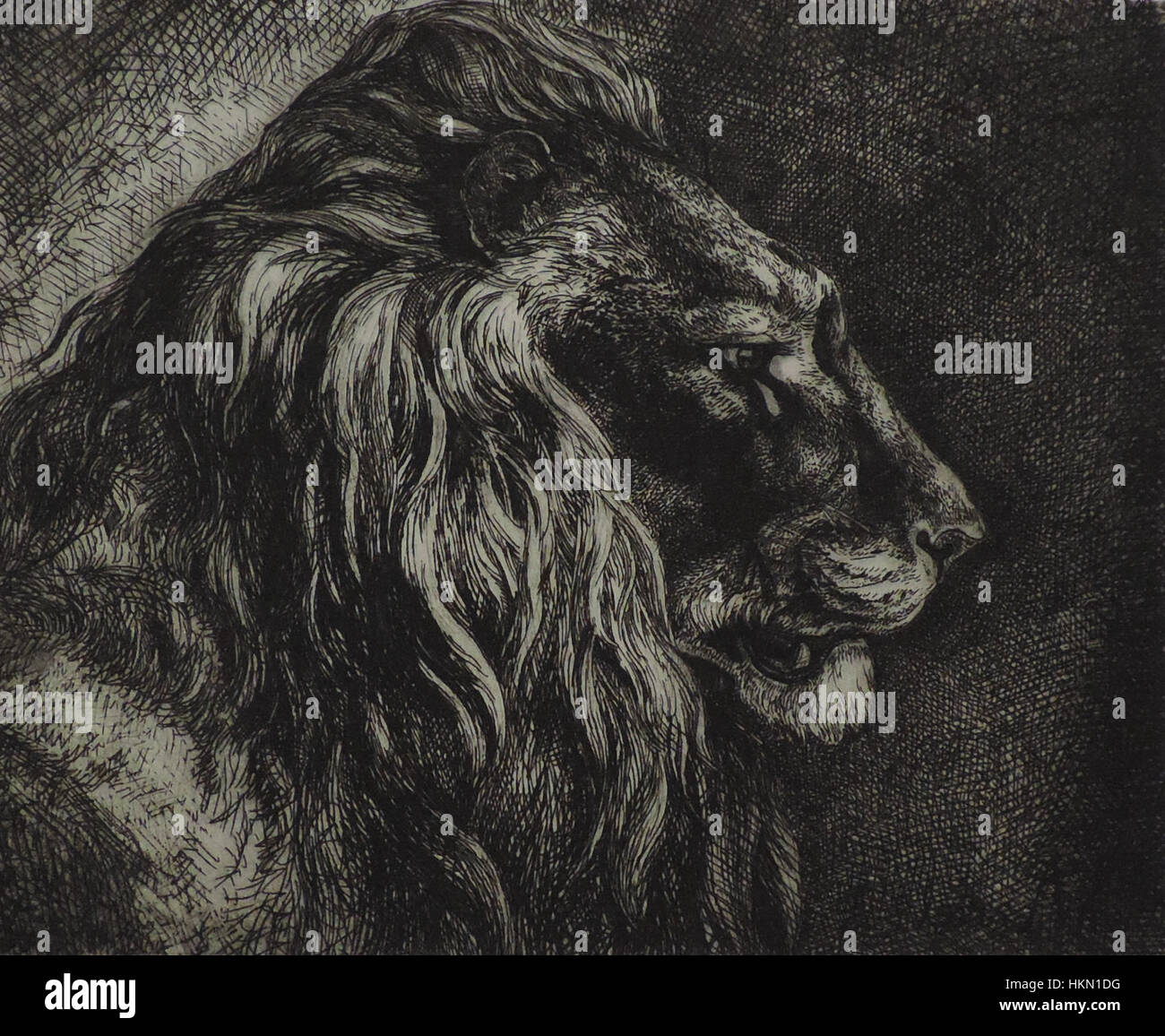 An etching titled 'Lion de profil' featuring a side view of a lion ...