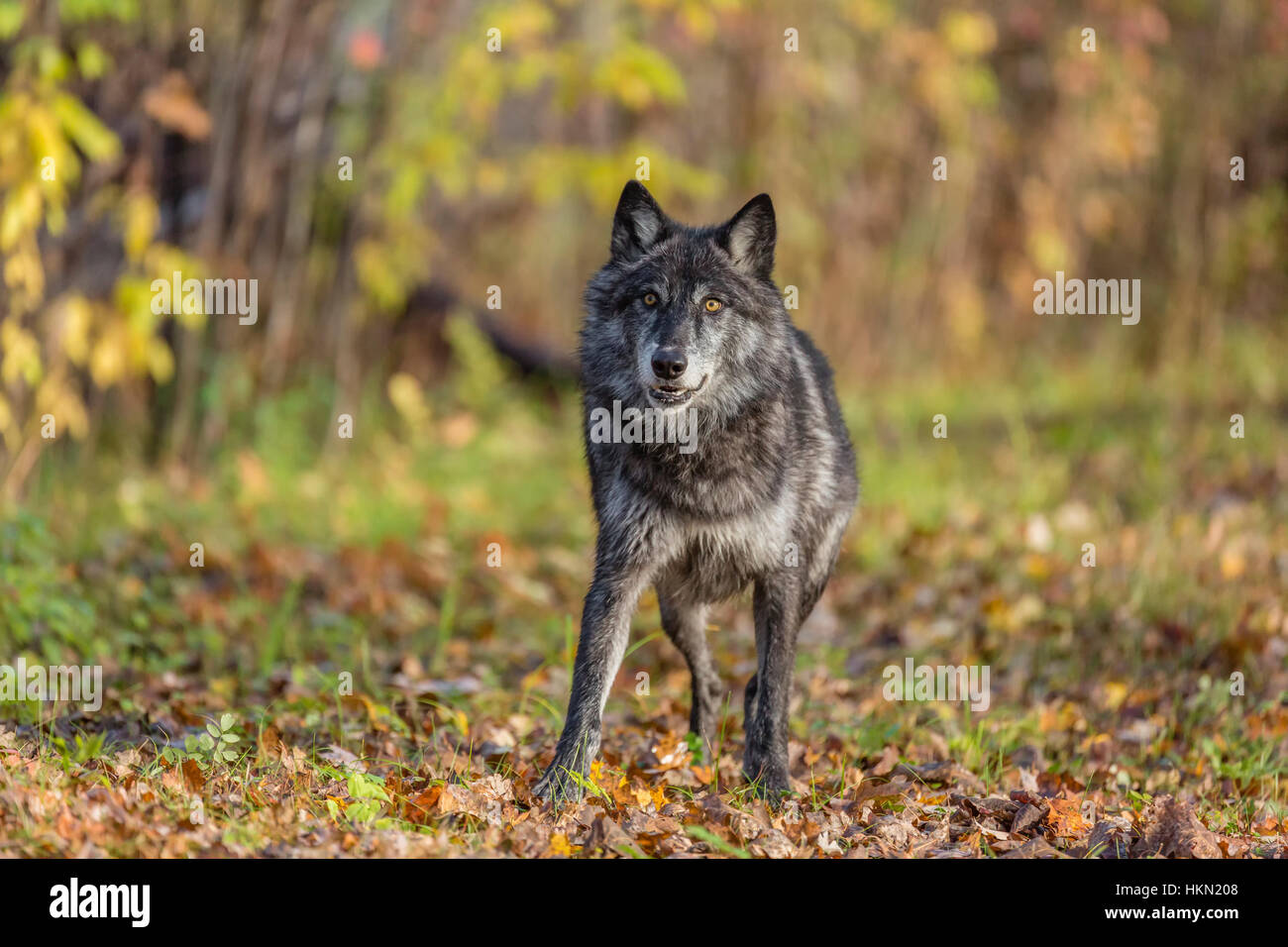 Gray wolf hi-res stock photography and images - Alamy