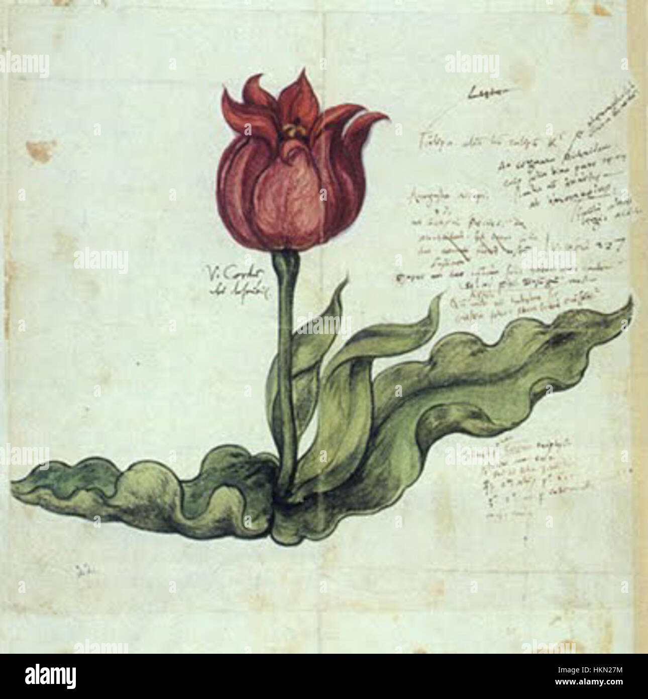 Tulip drawing historical hi-res stock photography and images - Alamy