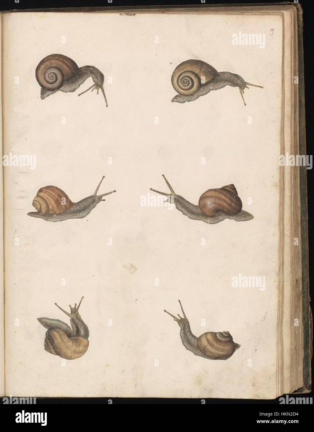 Natural observation 16th century hi-res stock photography and images ...