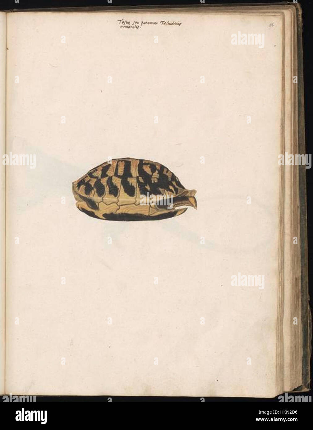 These animal drawings collected by Felix Platter, a 16th-century Swiss ...