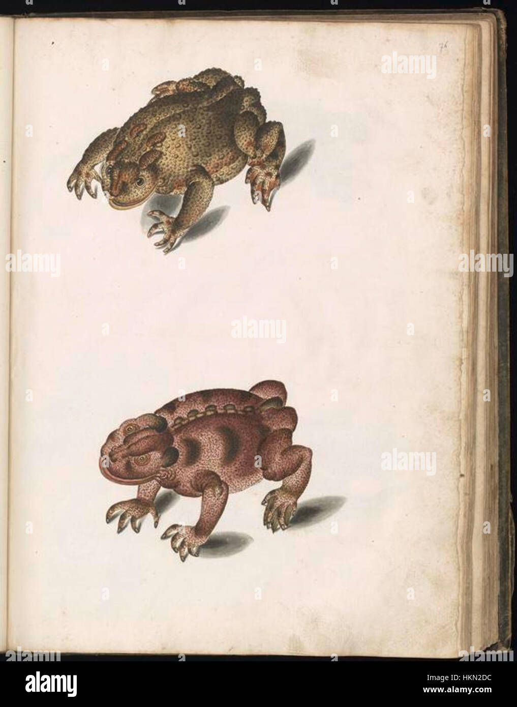 The animal drawings collected by Felix Platter showcase a diverse range ...