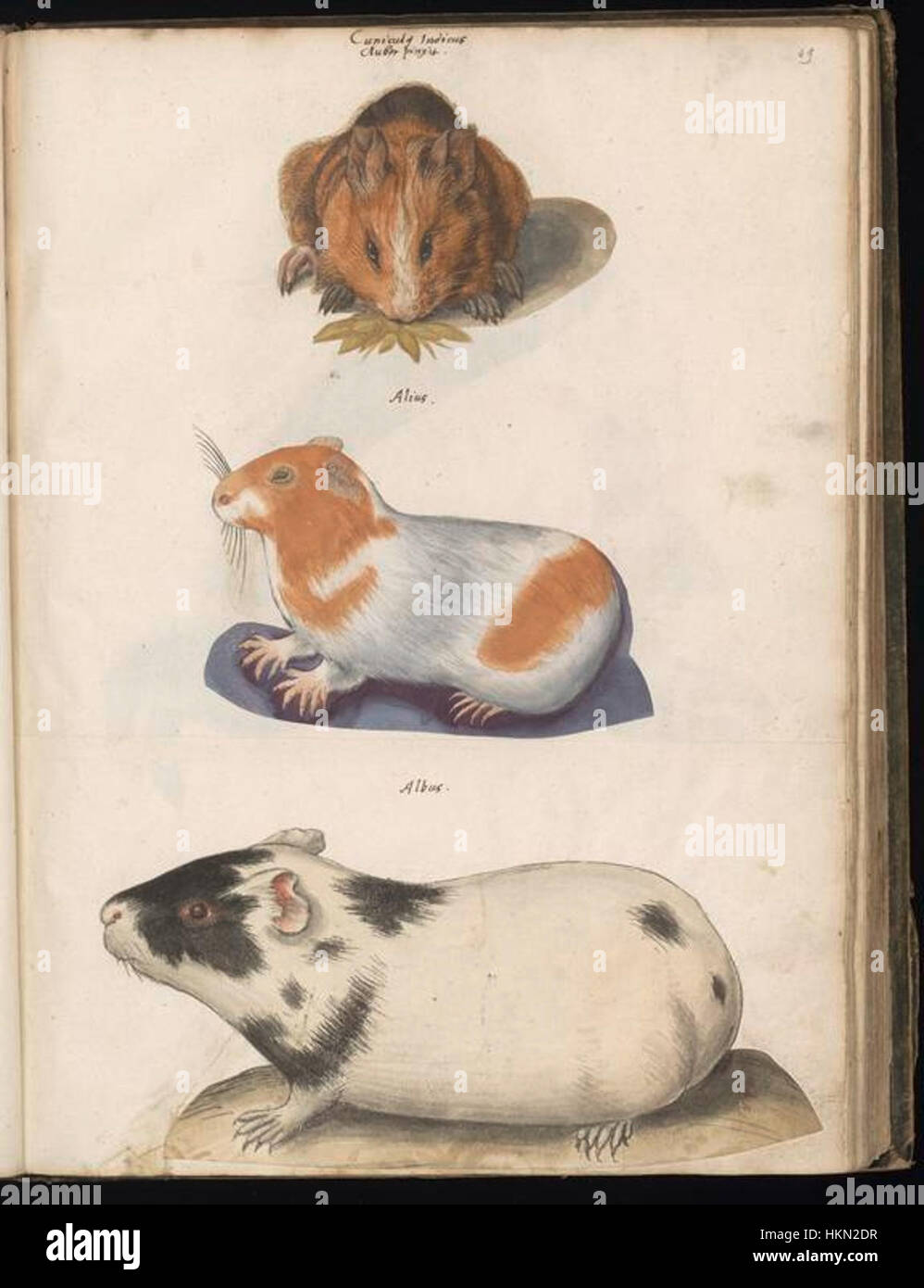 This collection of animal drawings compiled by Felix Platter showcases ...