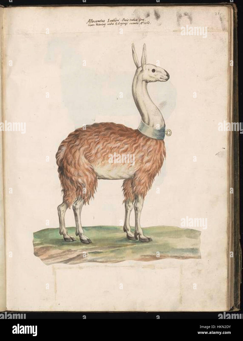 This collection showcases animal-themed drawings by Felix Platter, a ...