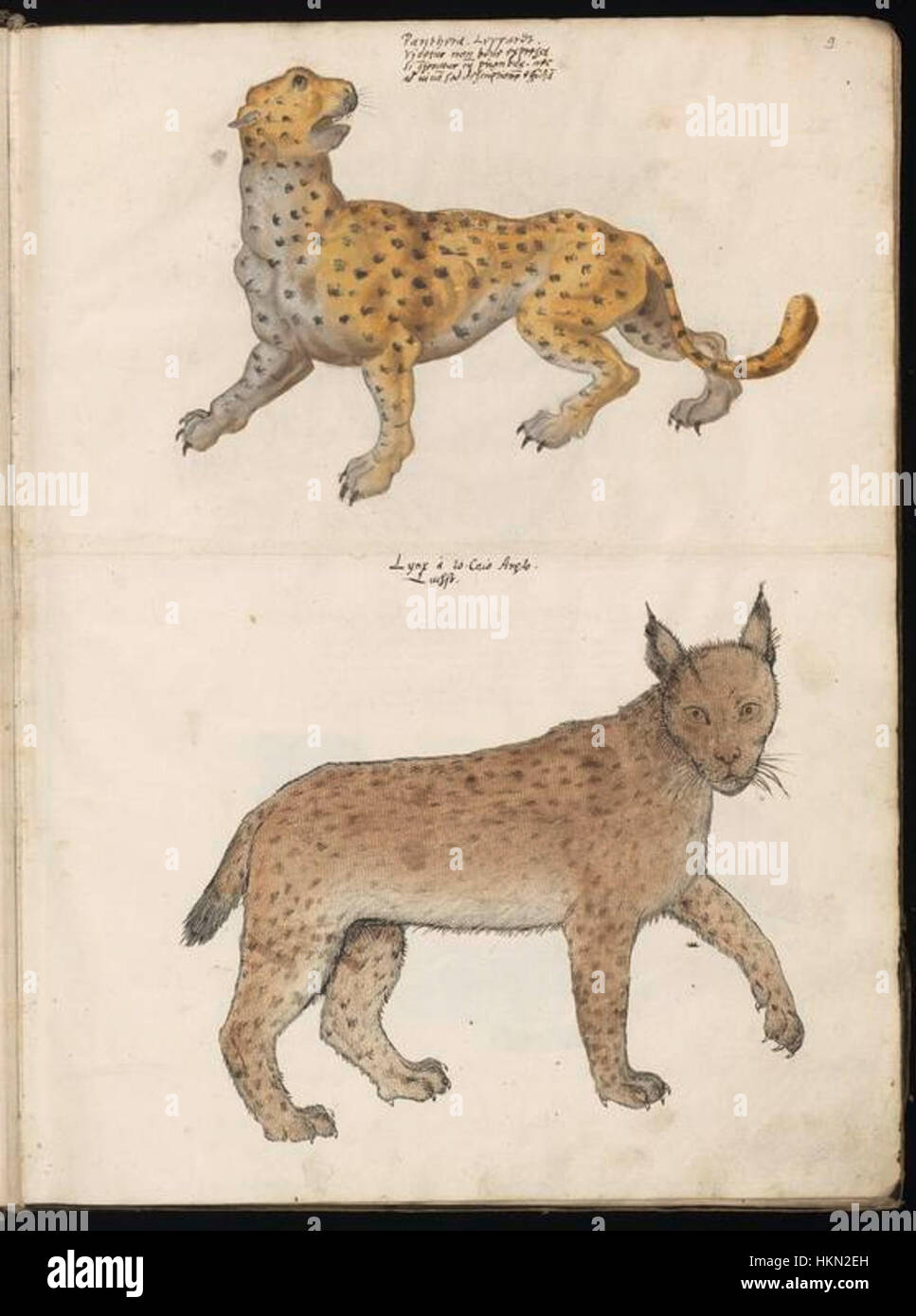 This collection of animal drawings, gathered by *Felix Platter ...