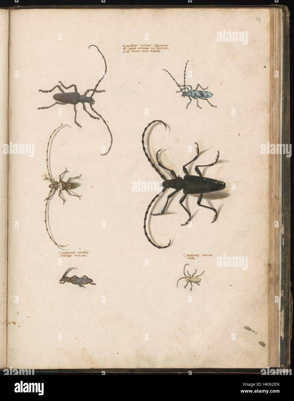 This page from Felix Platter’s collection of animal drawings showcases ...