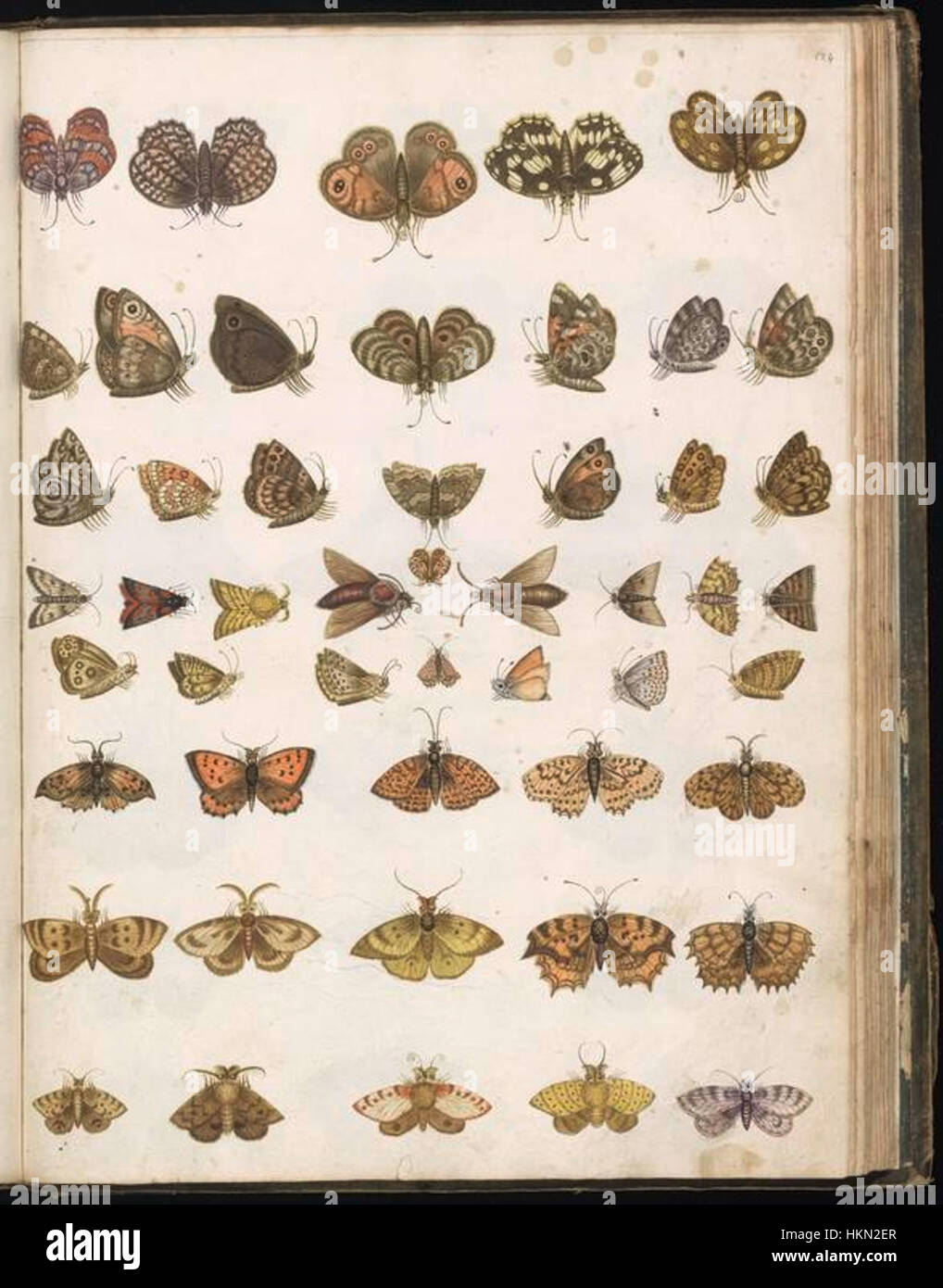 Felix Platter’s collection of animal drawings offers detailed ...