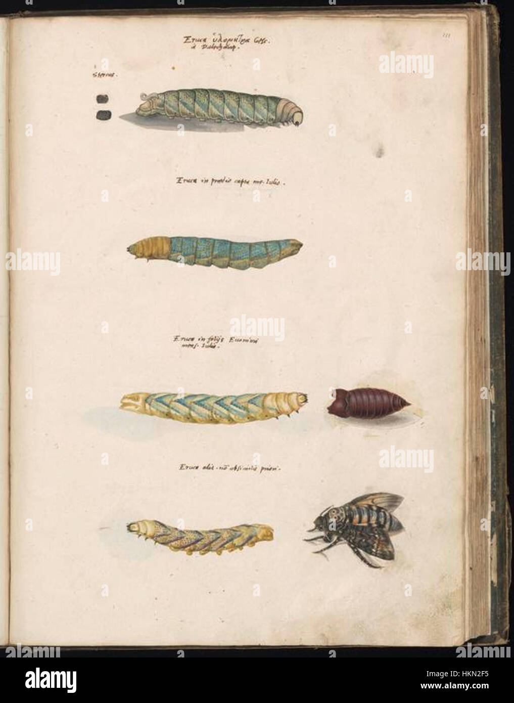 This collection of animal drawings compiled by Felix Platter features a ...