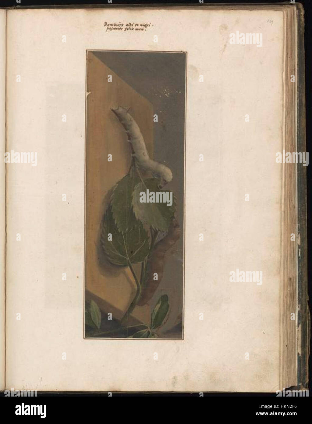 The collection of animal drawings by Felix Platter showcases a detailed ...