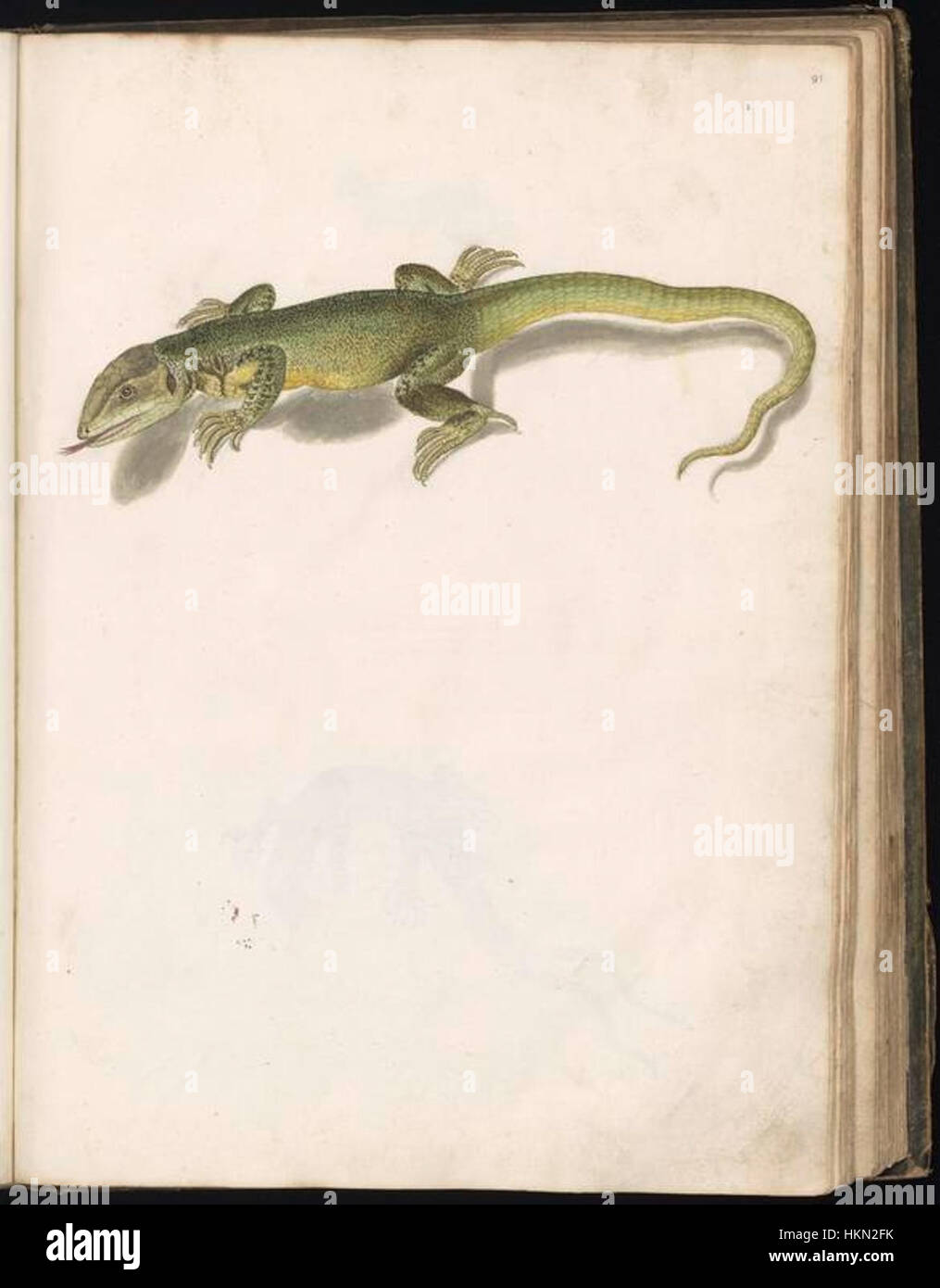 This collection of animal drawings by Felix Platter, a Swiss physician ...