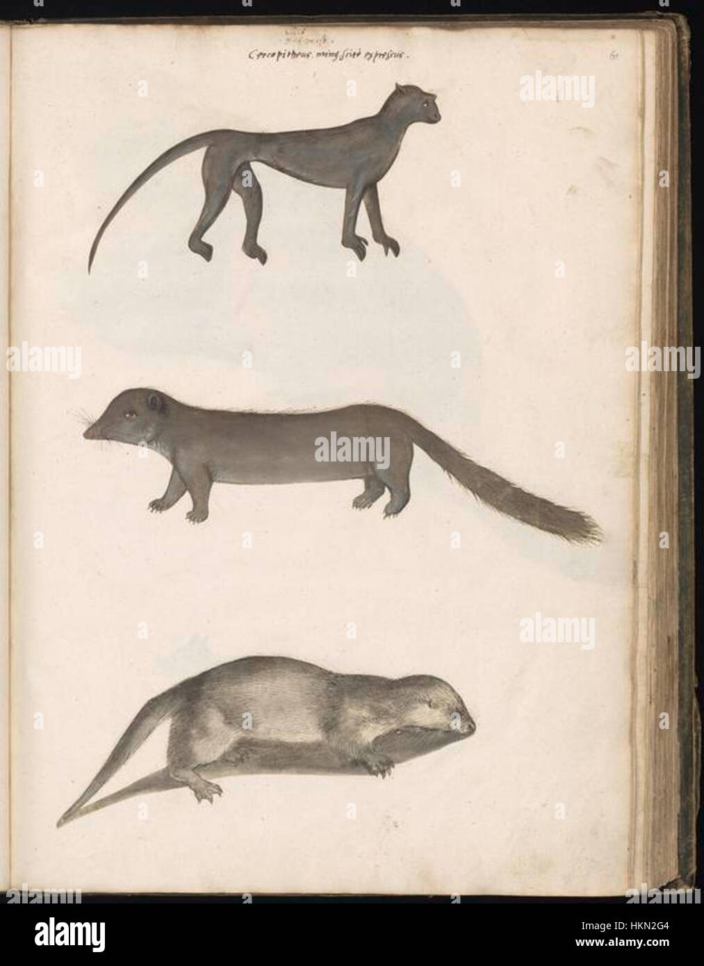 This collection features animal drawings gathered by Felix Platter, a ...