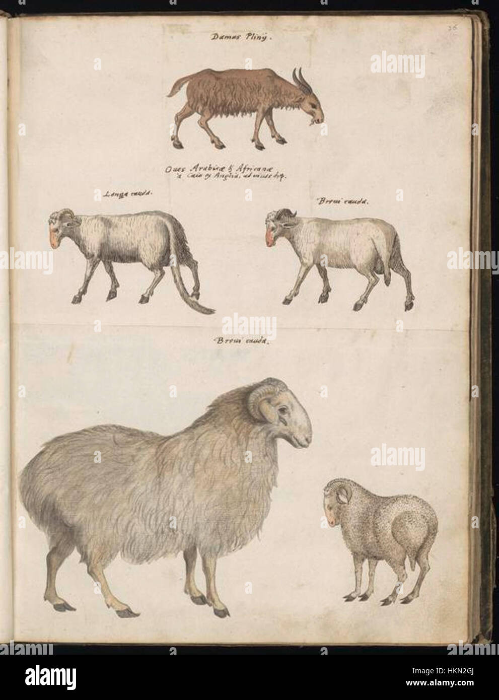 Felix Platter’s collection of animal drawings showcases the detailed ...