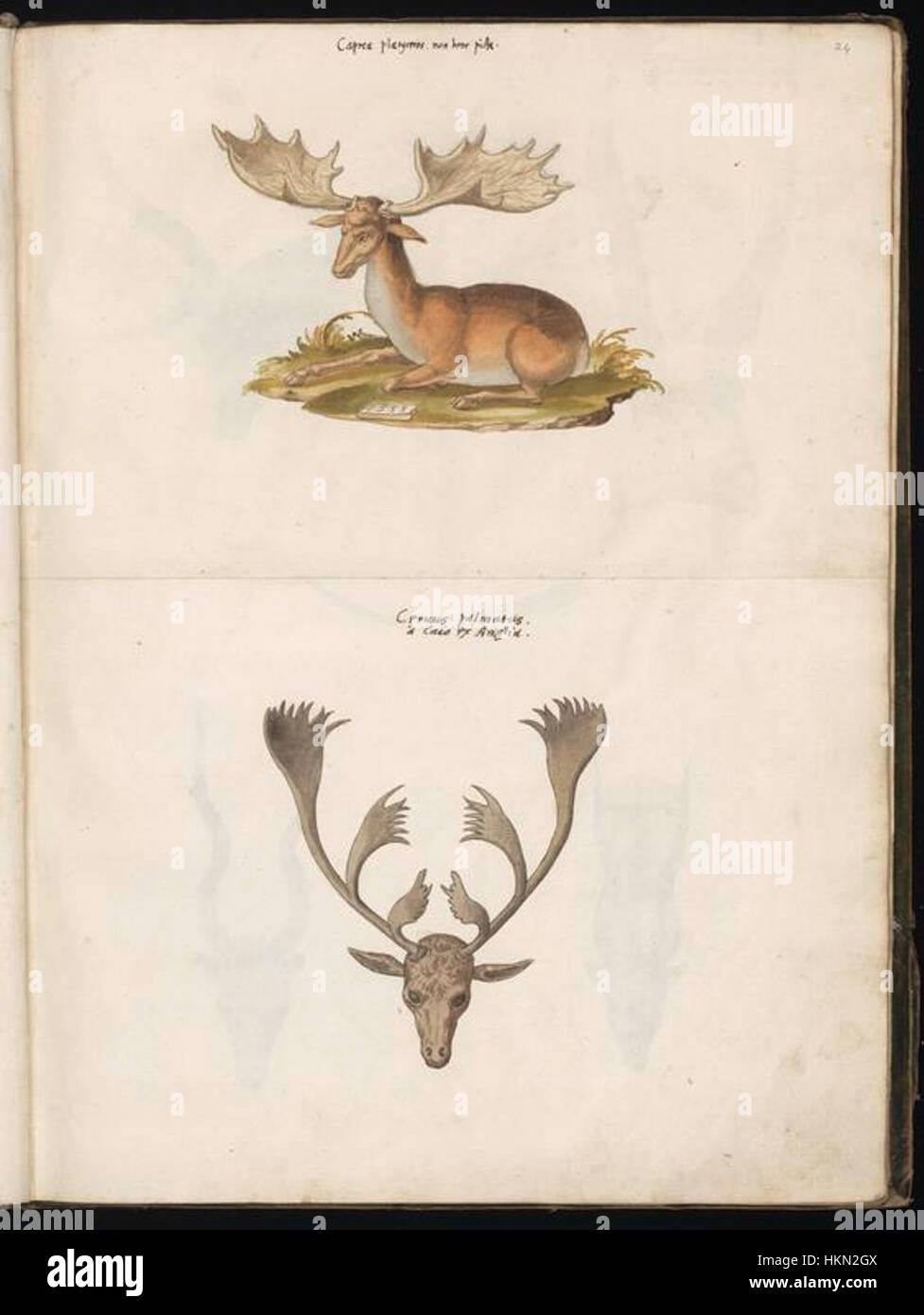 Felix Platter's collection of animal drawings is a historical record of ...