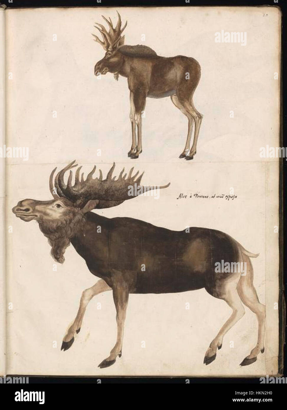 This drawing collection, compiled by Felix Platter, features studies of ...