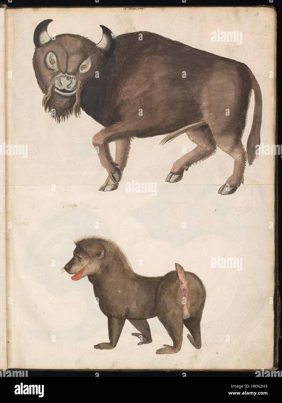 Felix Platter’s collection includes a series of animal drawings that ...