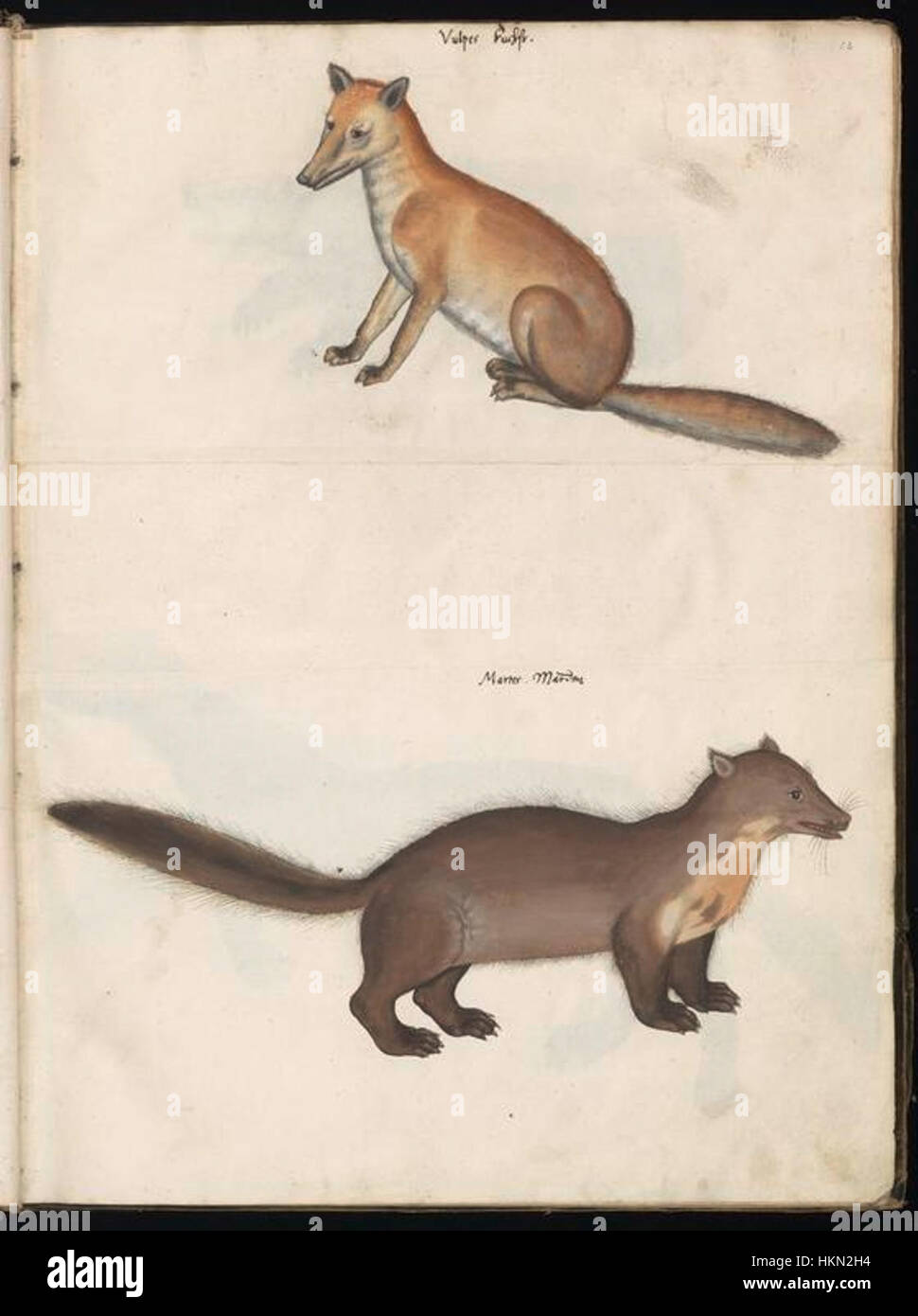 Felix Platter's collection of animal drawings, cataloged in page 2 of ...