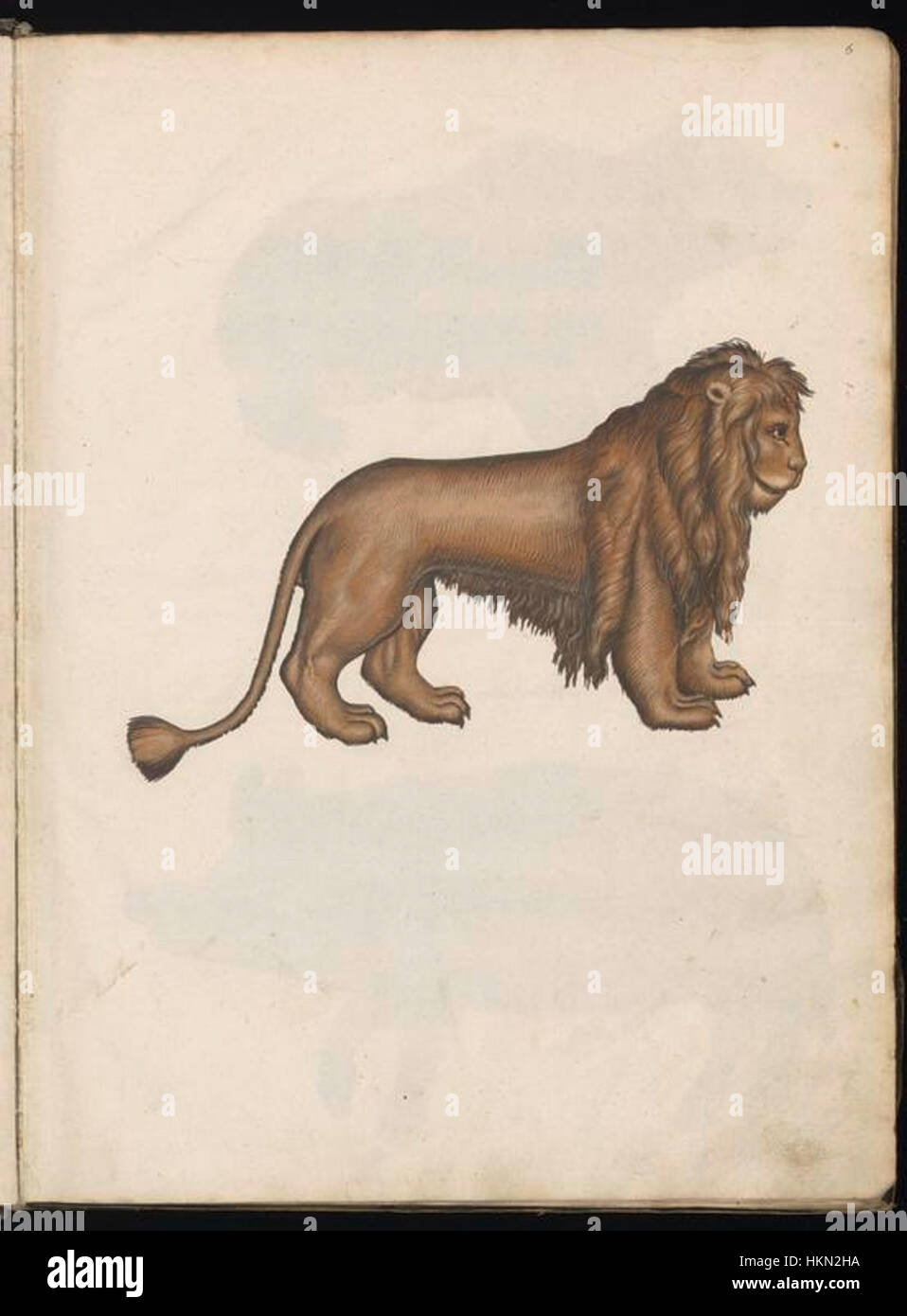 This page from Felix Platter’s collection showcases a series of animal ...