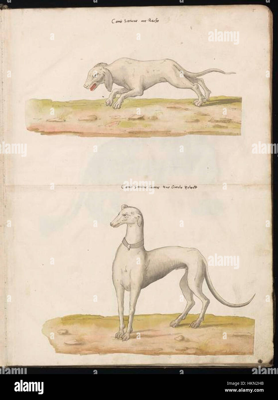This collection of animal drawings by Felix Platter provides insight ...