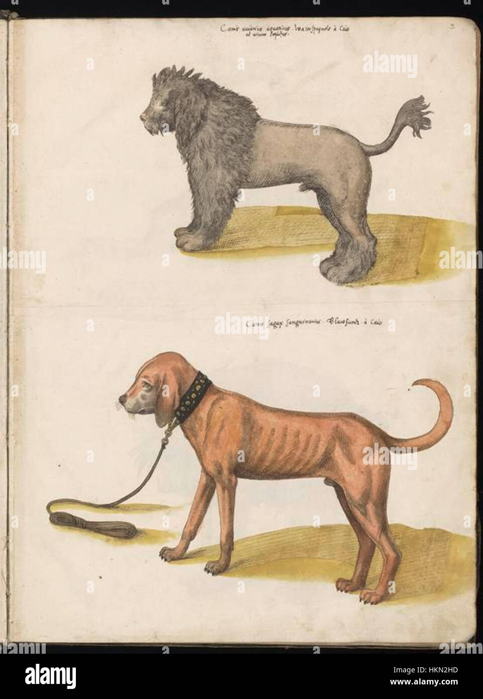 This collection of animal drawings by Felix Platter, shown in this ...