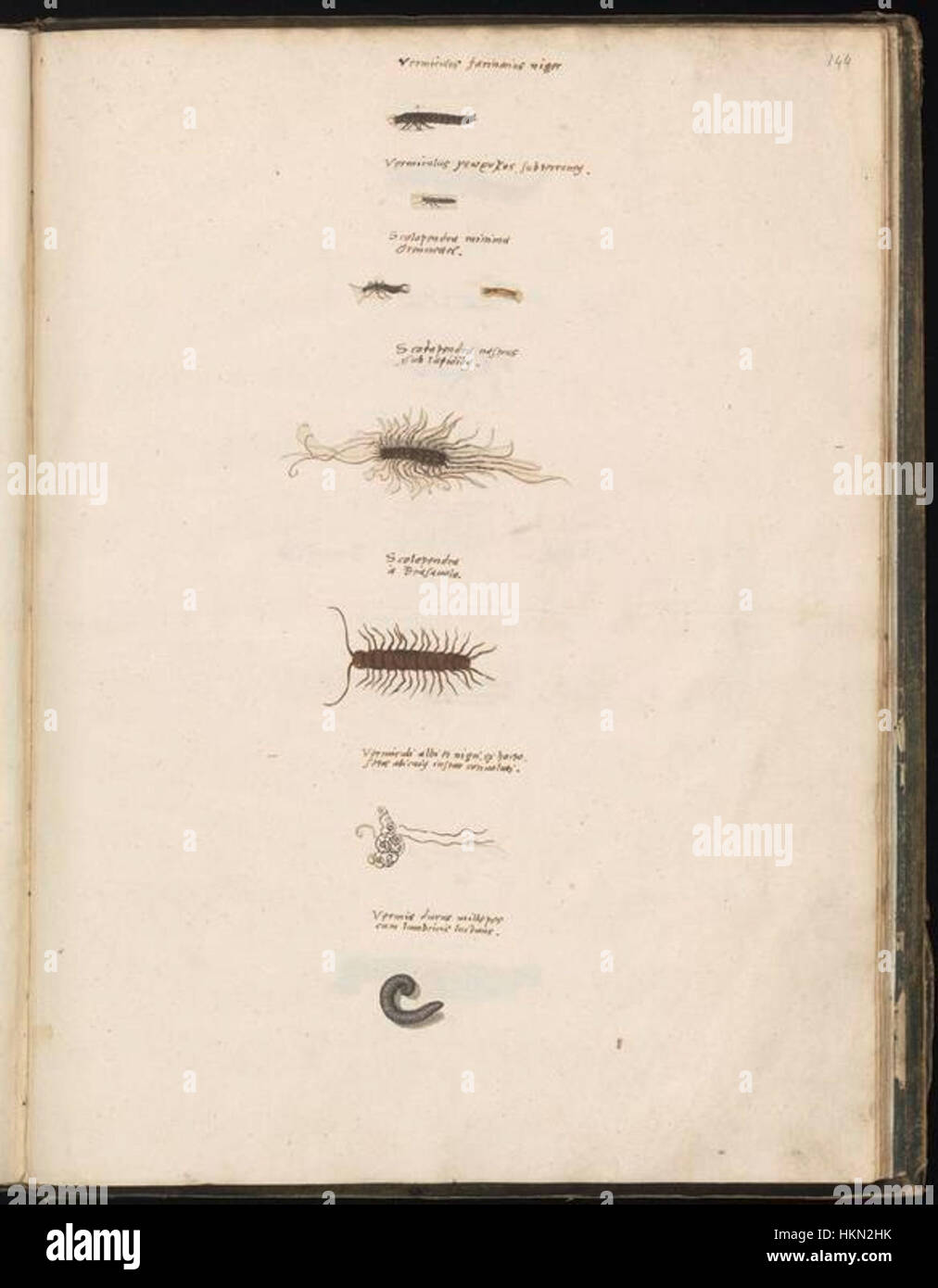 This set of animal drawings, collected by Felix Platter, represents a ...