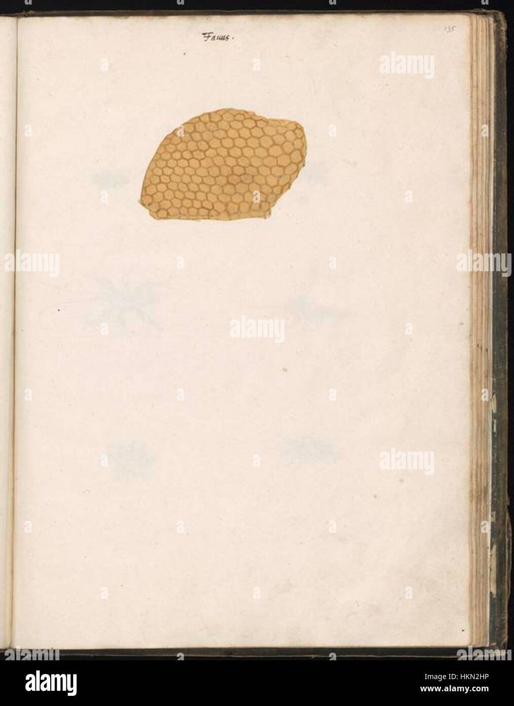 This collection of animal drawings gathered by Felix Platter features ...