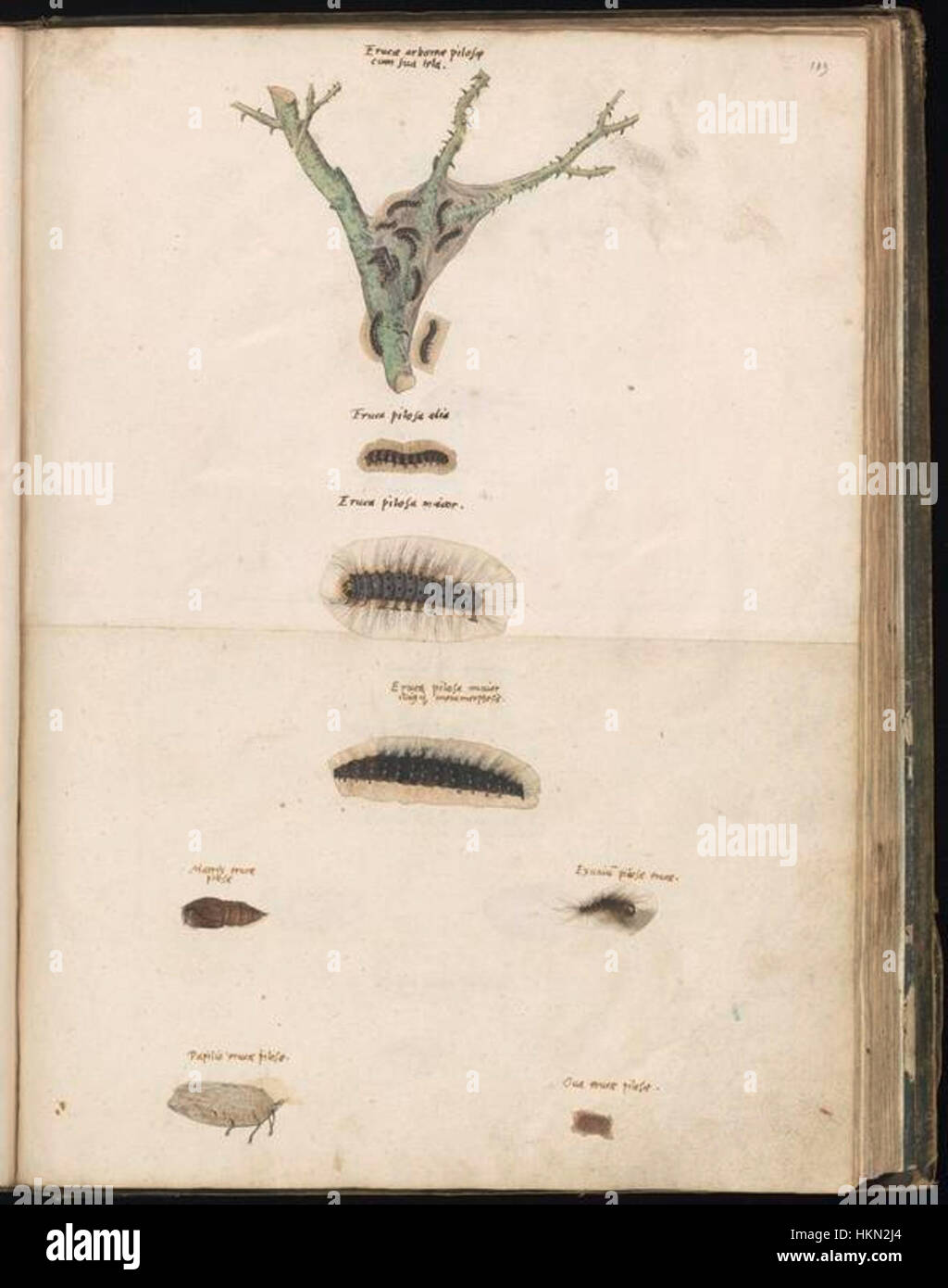 These animal drawings were collected by Felix Platter, a Swiss ...