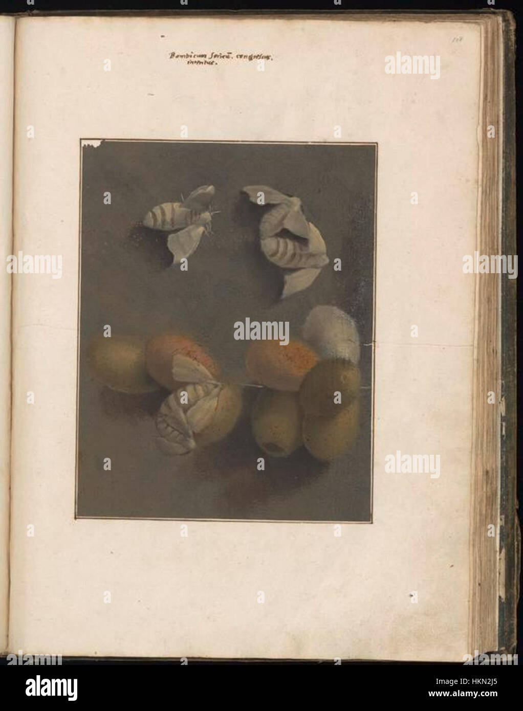 This collection of animal drawings by Felix Platter showcases detailed ...