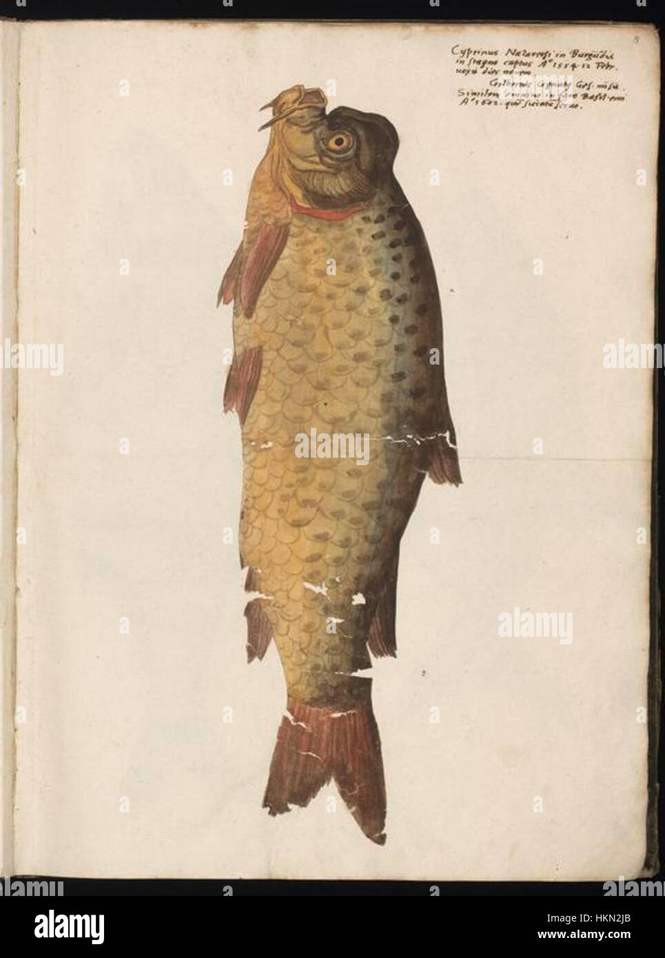 Felix Platter, a renowned Swiss physician and naturalist, collected a ...