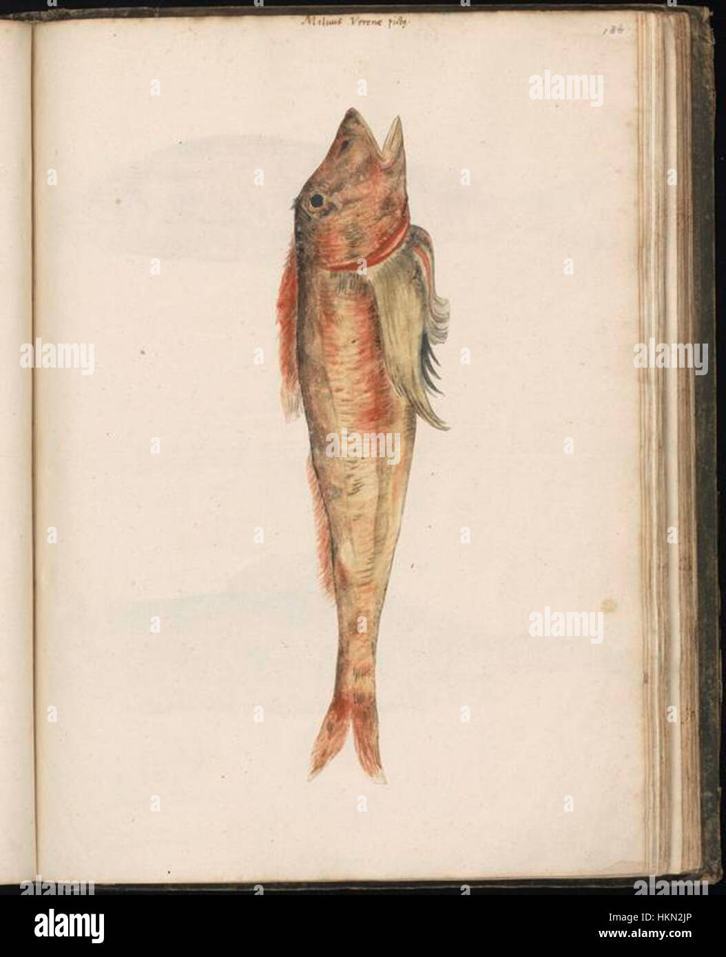 A collection of animal drawings gathered by Felix Platter, showcasing ...