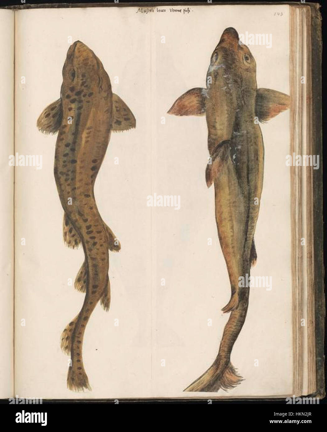 Felix Platter’s collection of animal drawings provides a historical ...