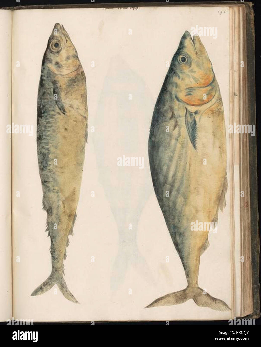 These animal drawings collected by Felix Platter represent early ...