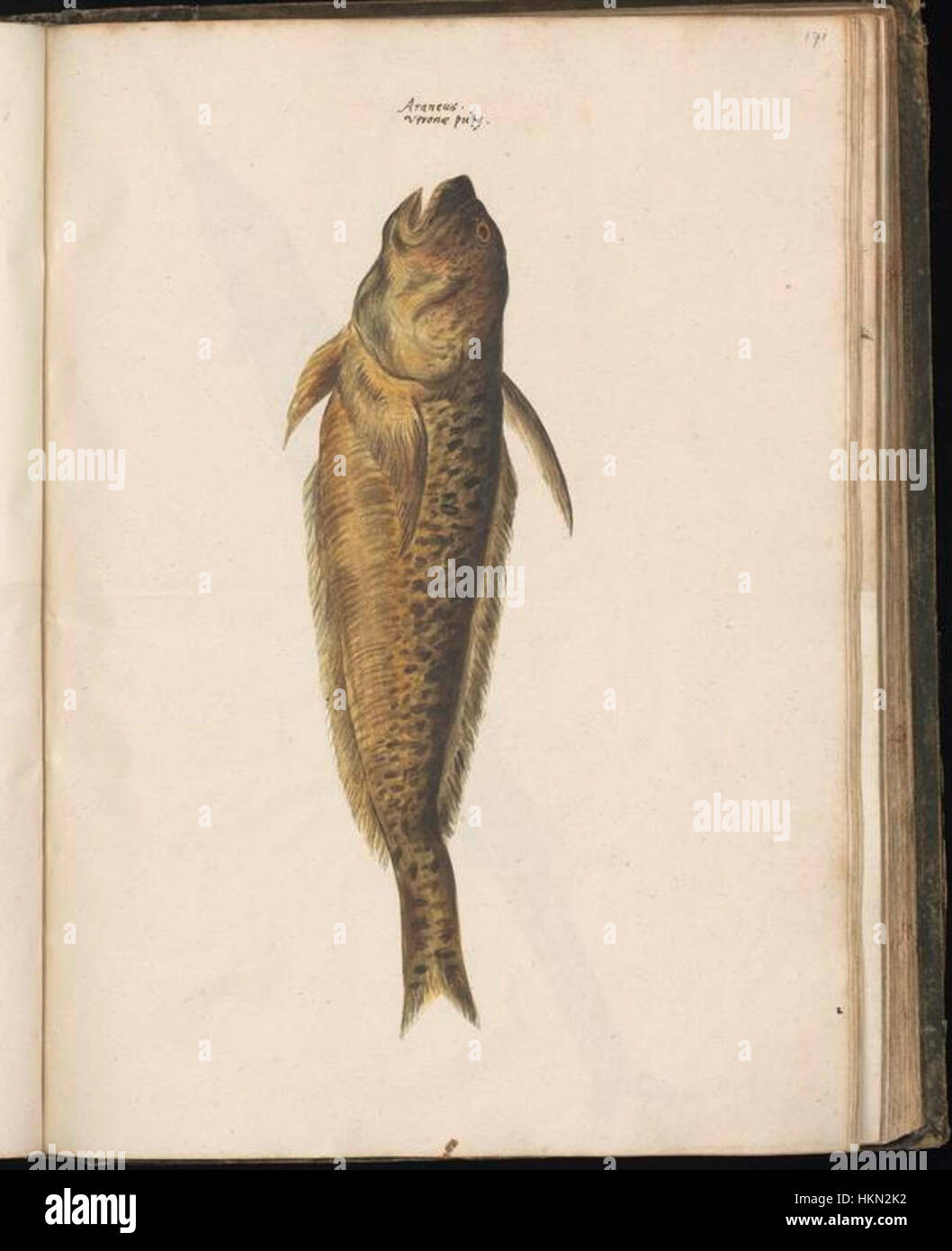 This collection of animal drawings by Felix Platter showcases his ...