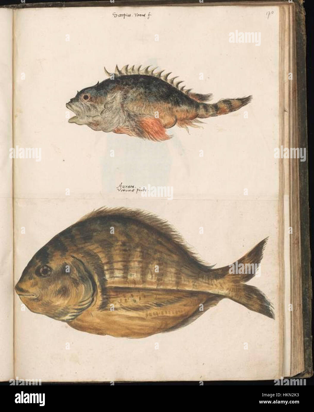 This collection of animal drawings by Felix Platter, compiled in the ...