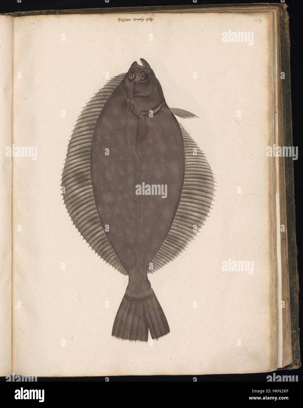 The *Animal Drawings Collected by Felix Platter* are a series of ...