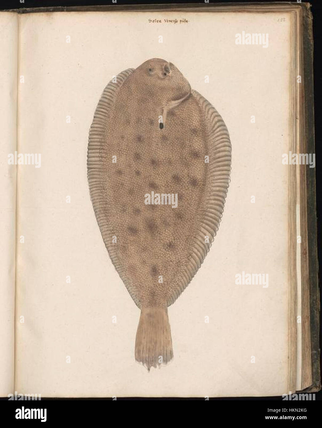 Felix Platter’s collection of animal drawings offers a scientific and ...