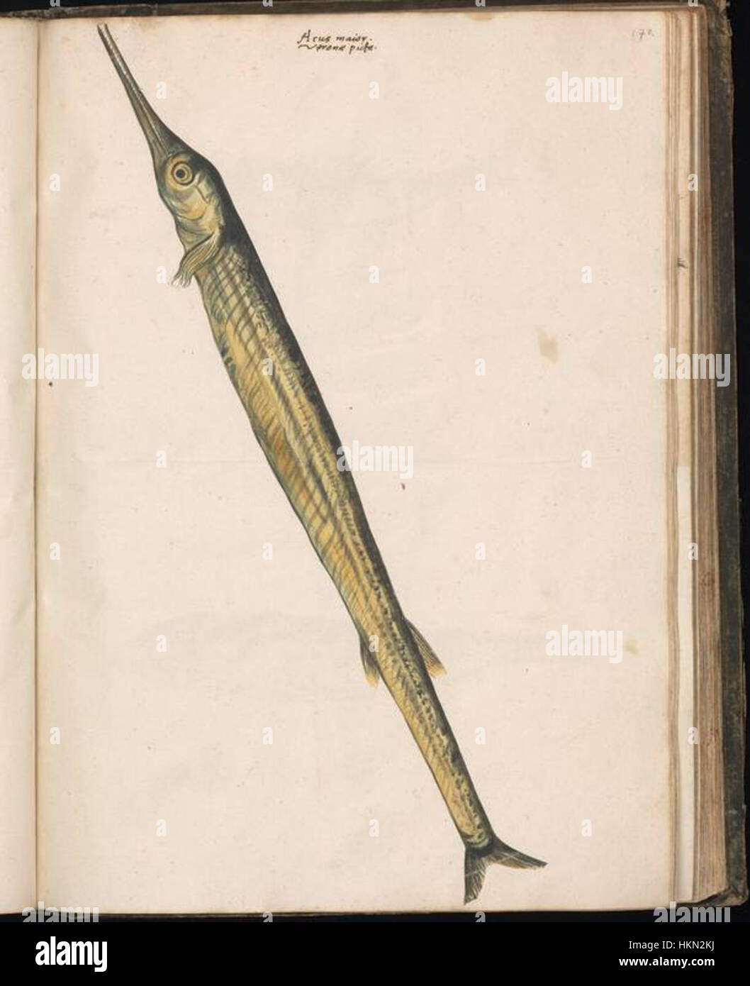 The collection of animal drawings by Felix Platter highlights the ...