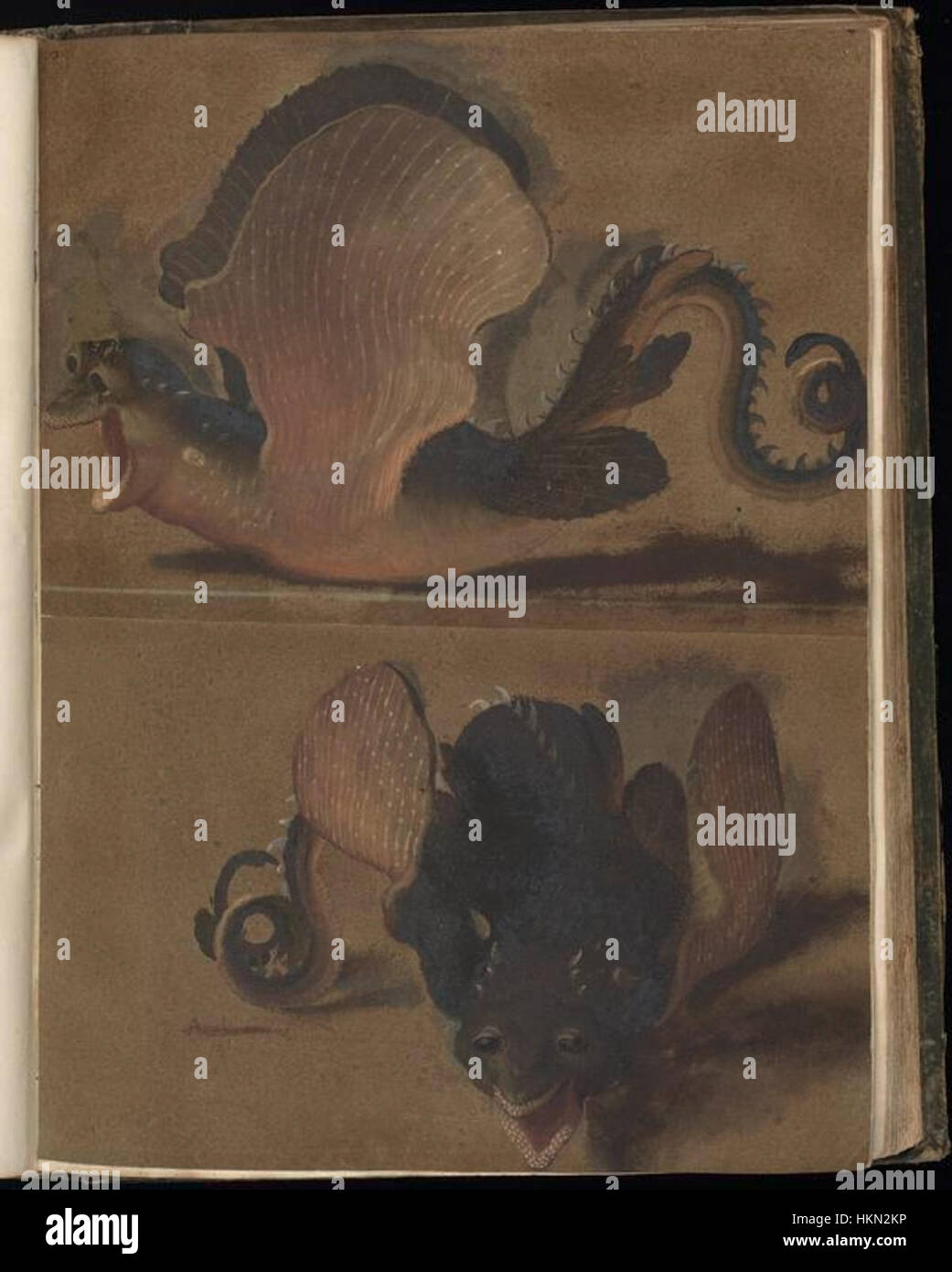 Felix Platter, a notable 16th-century physician and naturalist ...