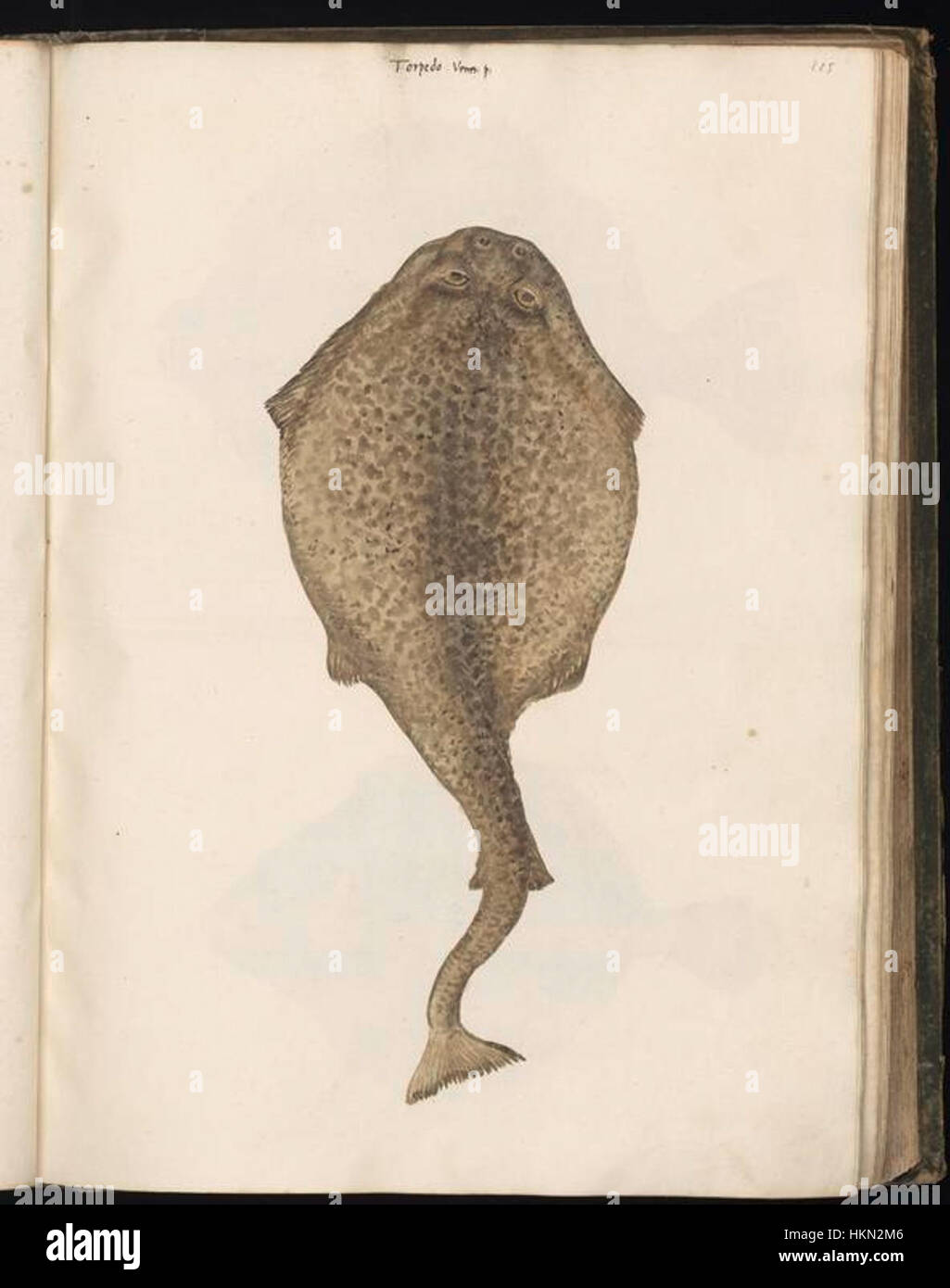 Felix Platterâ€™s animal drawings, dating back to the 16th century ...