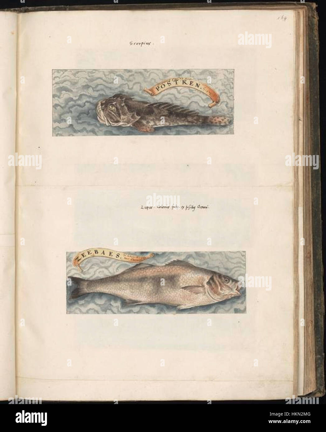 This collection of animal drawings, compiled by Swiss physician Felix ...